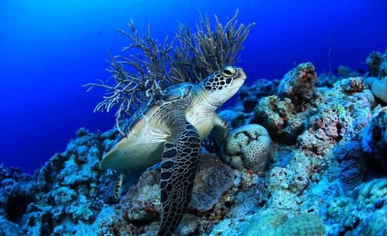 12 Best Dive Sites In Palau You Need To See – Scuba Splash